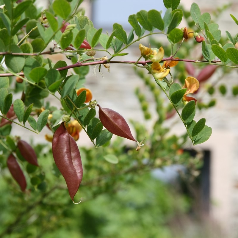 Colutea arborescens - Bladder senna - Tree with unique fruit