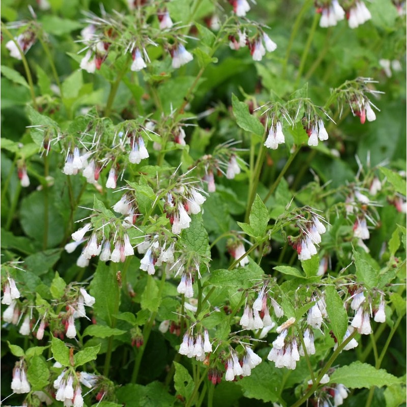 Great-flowered Comfrey - Symphytum Hidcote Pink - Ground cover with ...