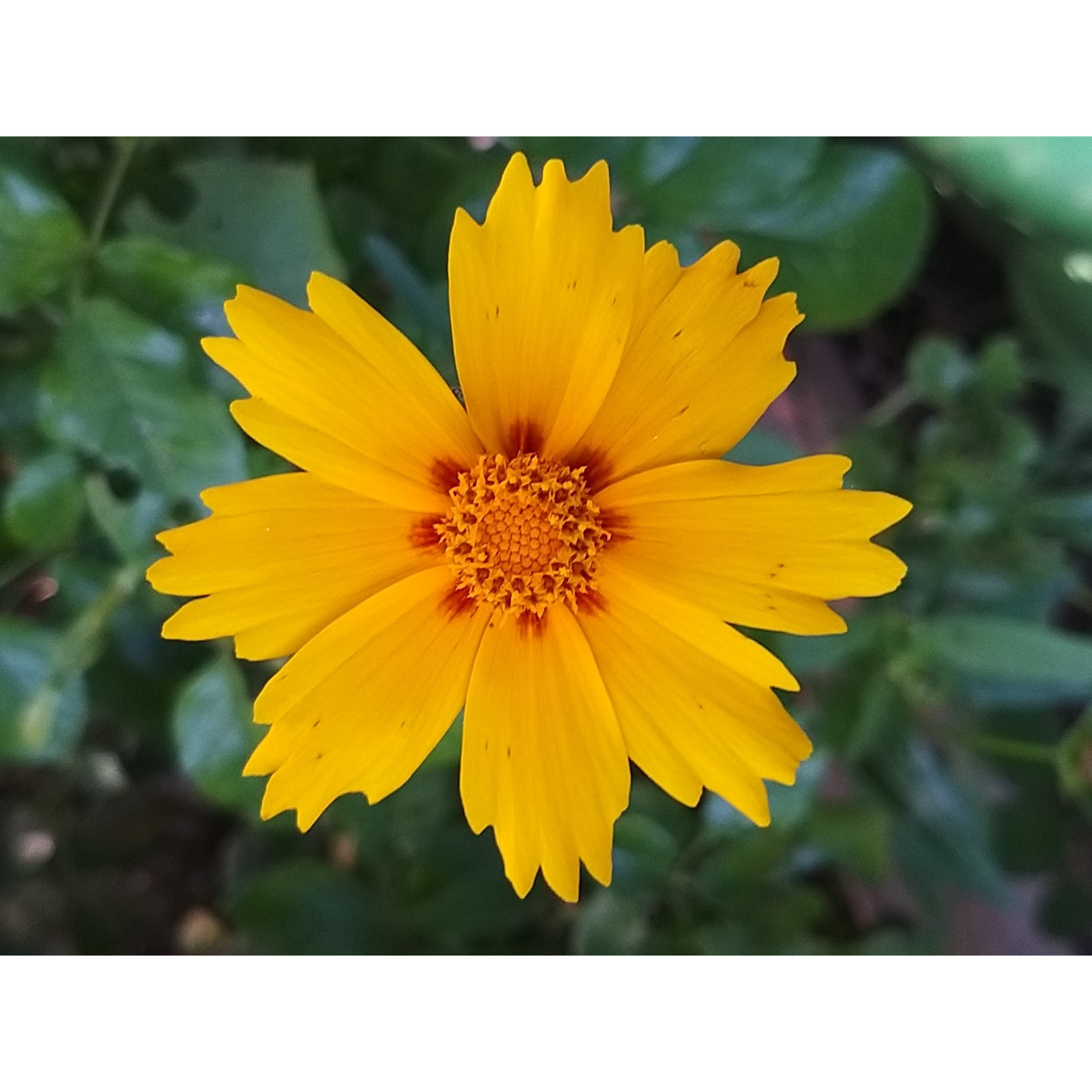 Coreopsis lanceolata 'Sterntaler' - Lanceolate-leaved Coreopsis - Many ...