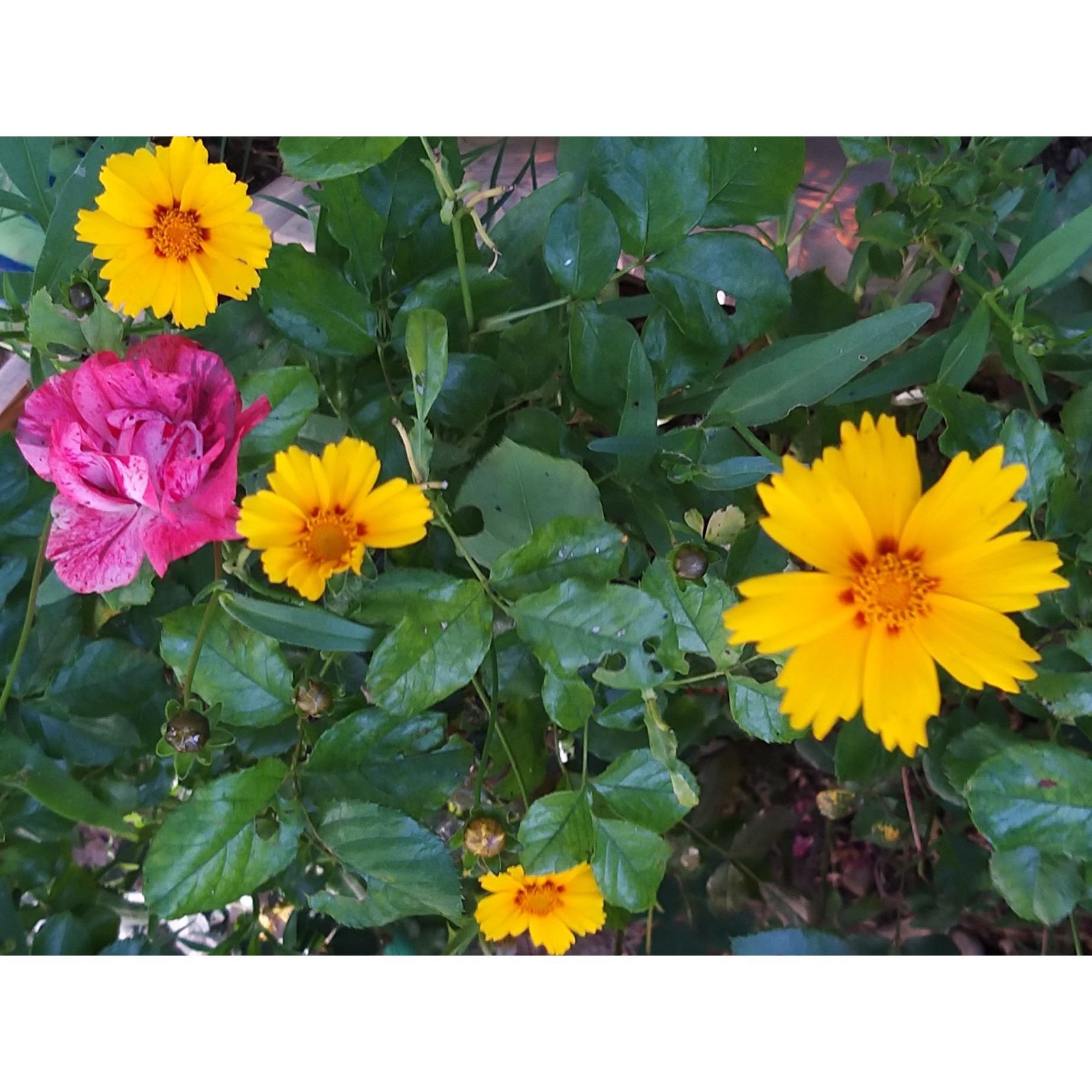 Coreopsis lanceolata 'Sterntaler' - Lanceolate-leaved Coreopsis - Many ...