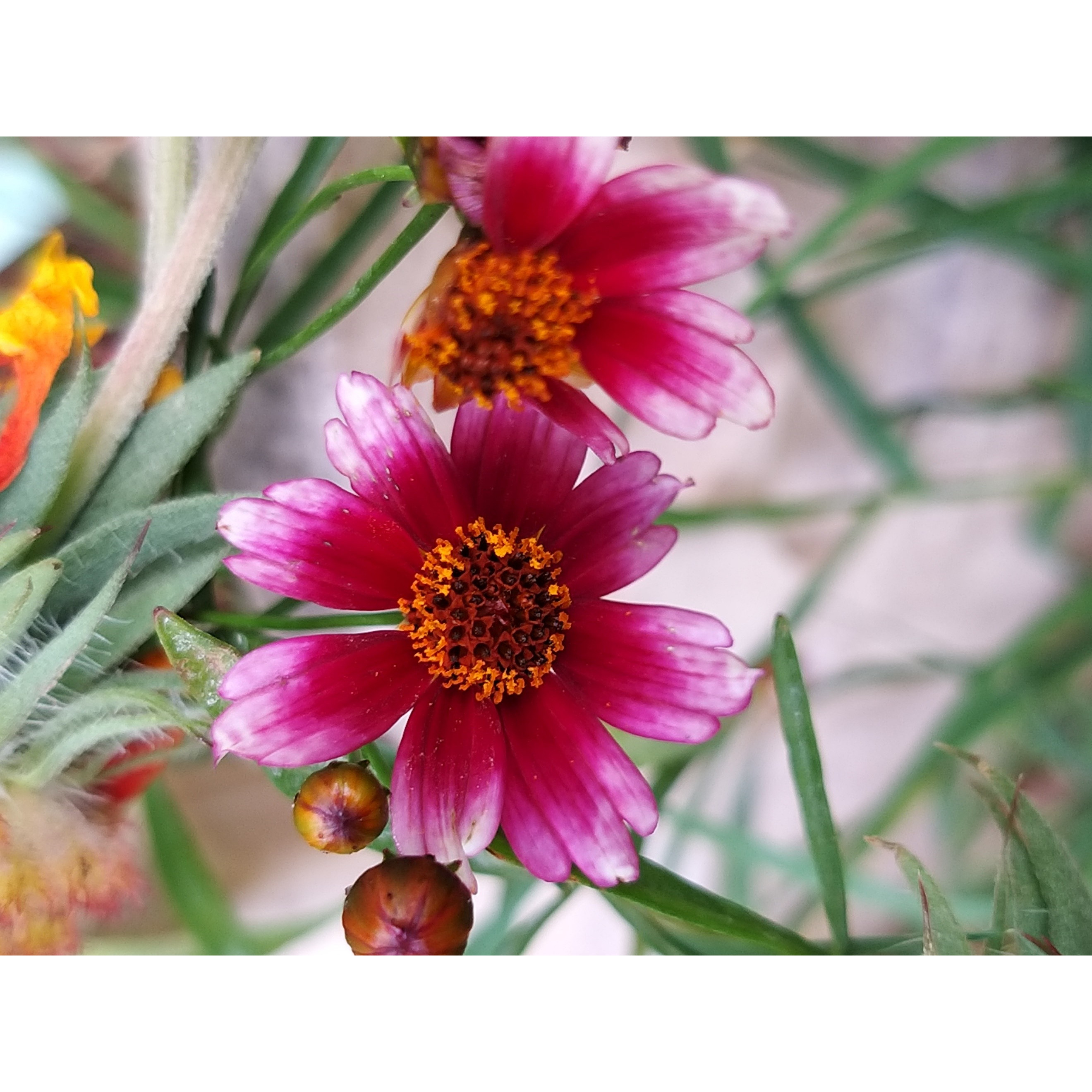 Coreopsis verticillata 'Ruby Red' - Ruby Red coreopsis with fine foliage.