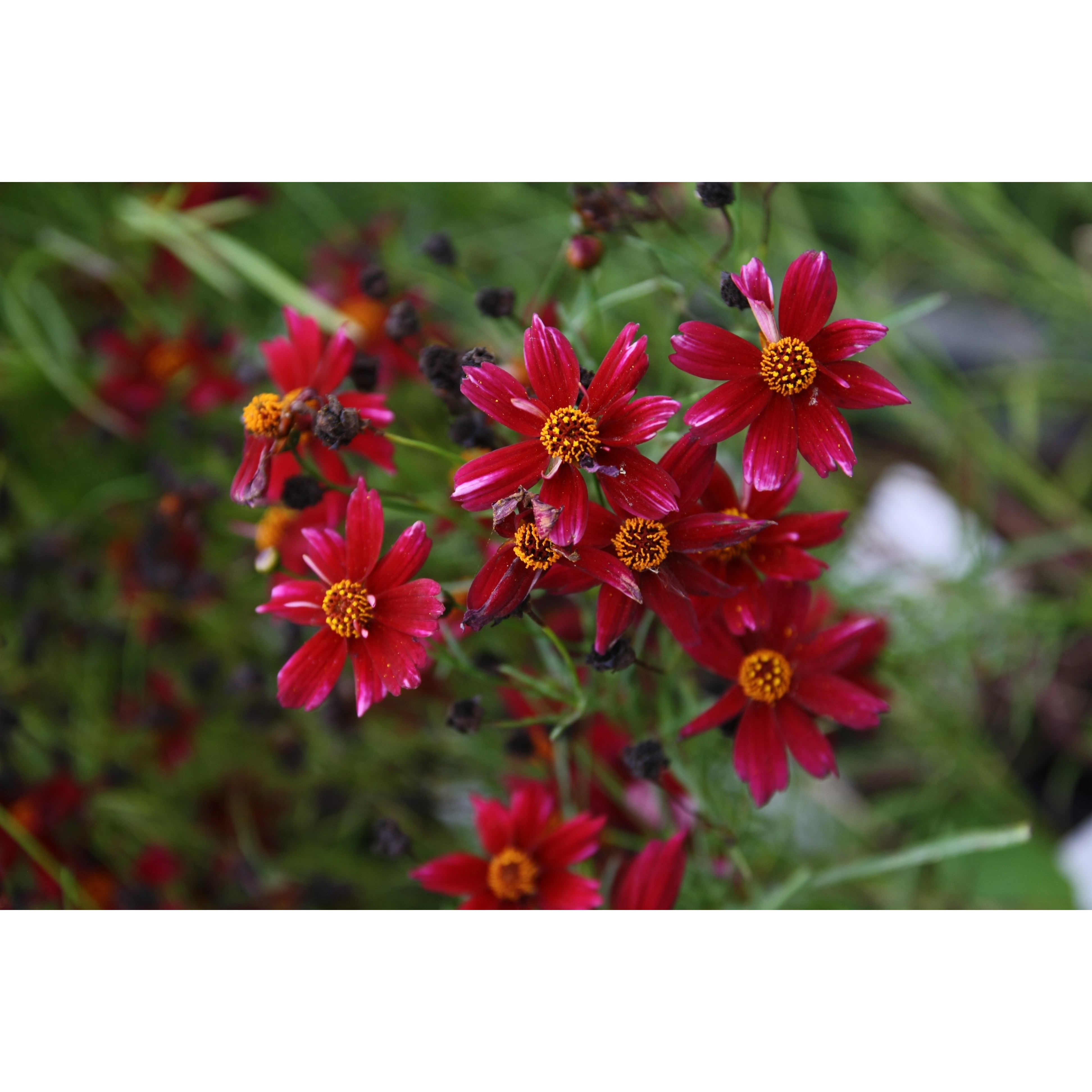 Coreopsis 'Limerock Ruby' - Ruby Red Flowering Coreopsis