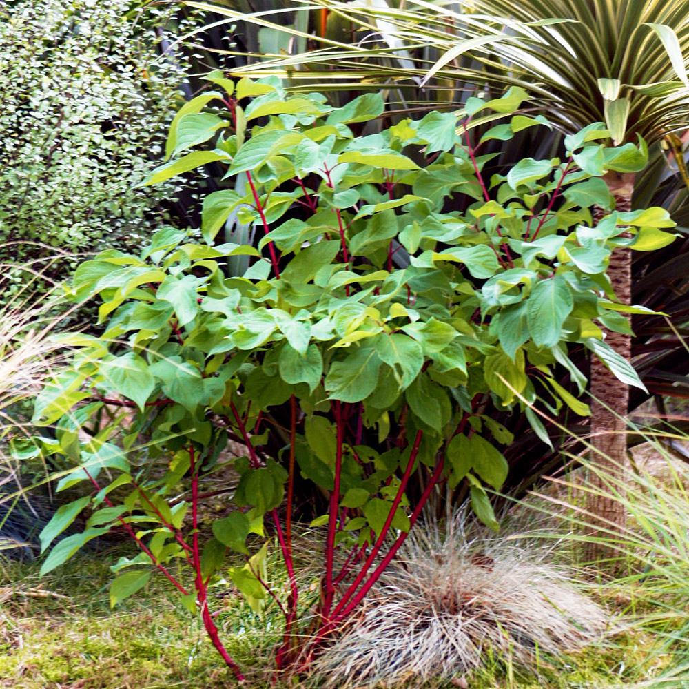 Cornus alba Baton Rouge® - Dogwood with bright red stems in winter.