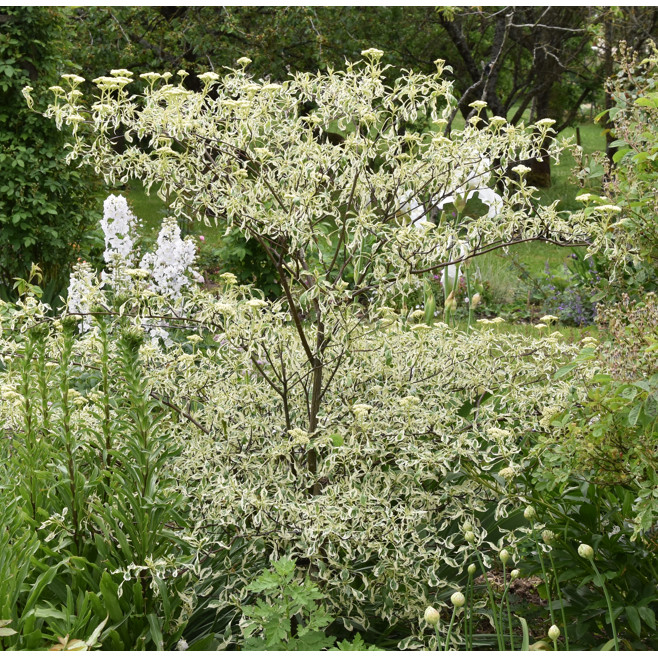 Cornus alternifolia 'Argentea' - Variegated alternate-leafed dogwood ...