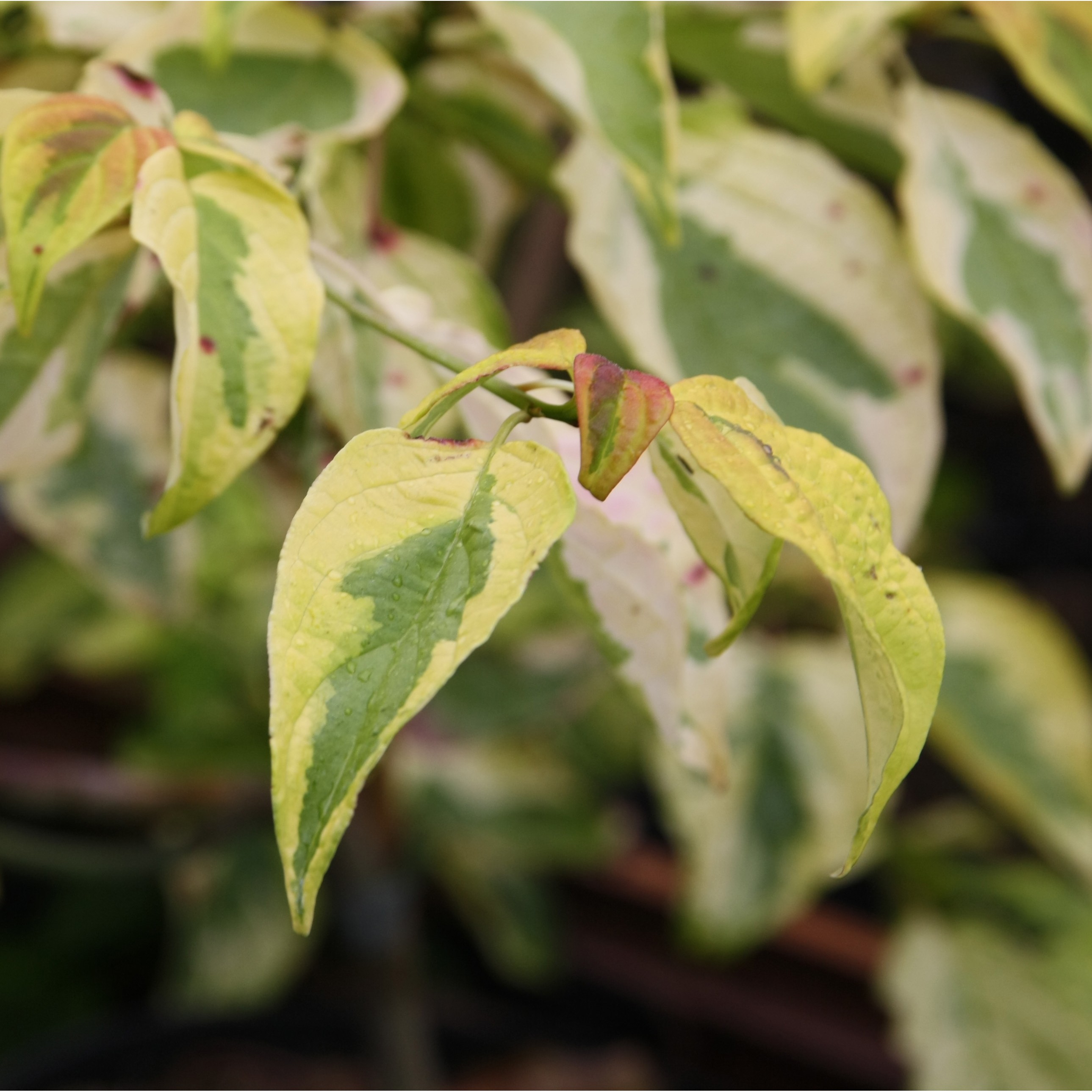 Cornus alternate Golden Shadows - Alternate-leaved Dogwood
