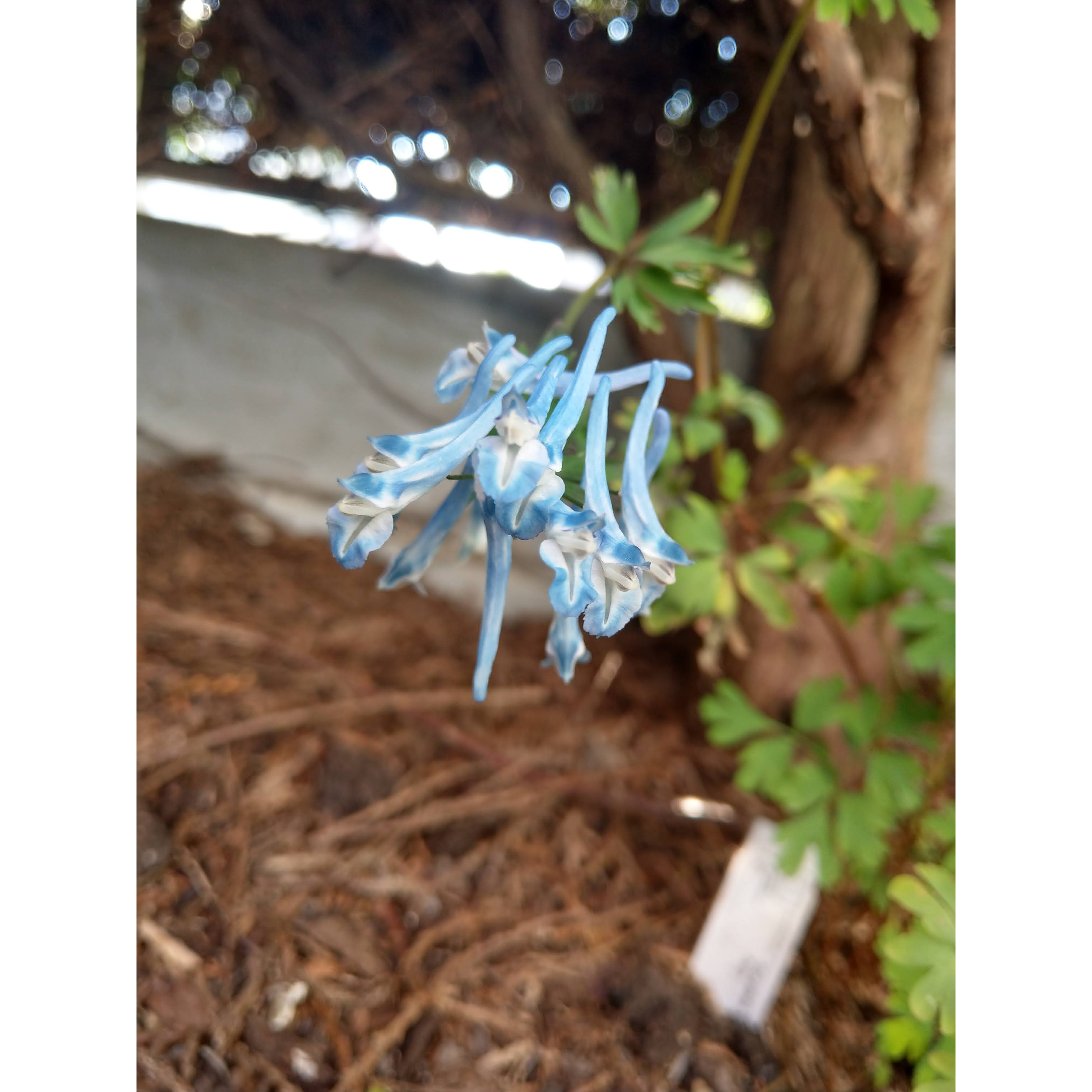 Corydalis x Craigton Blue - Hybrid Corydalis - Delicate blue flowers ...