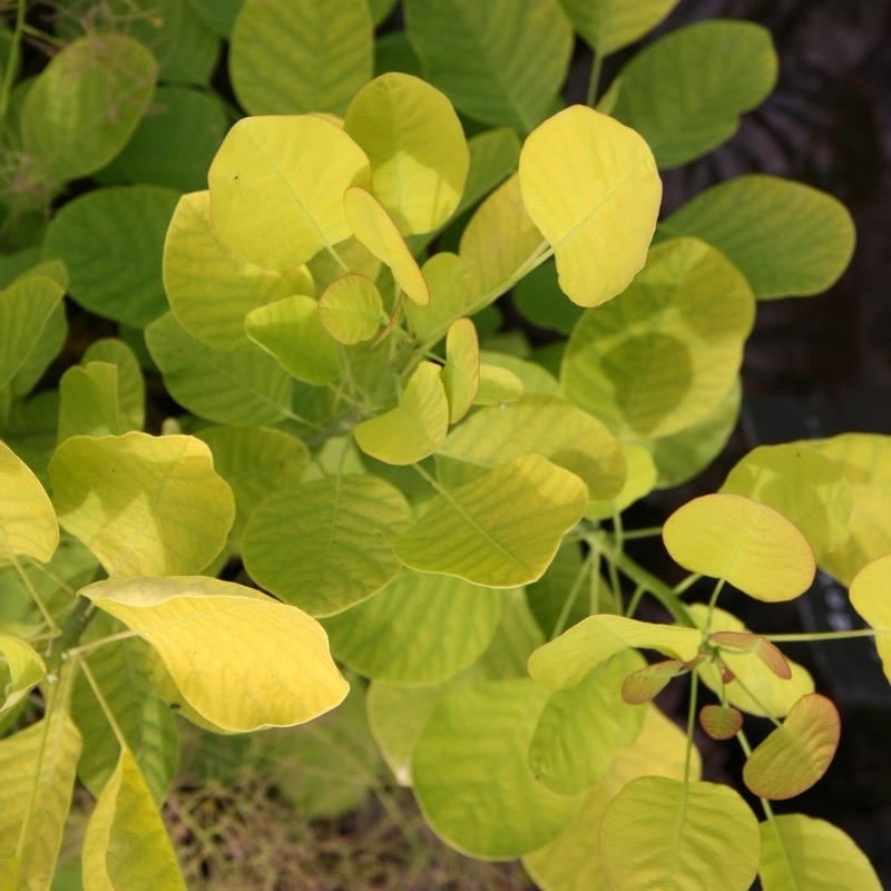 Cotinus coggygria Golden Spirit - smoke bush, very bright.
