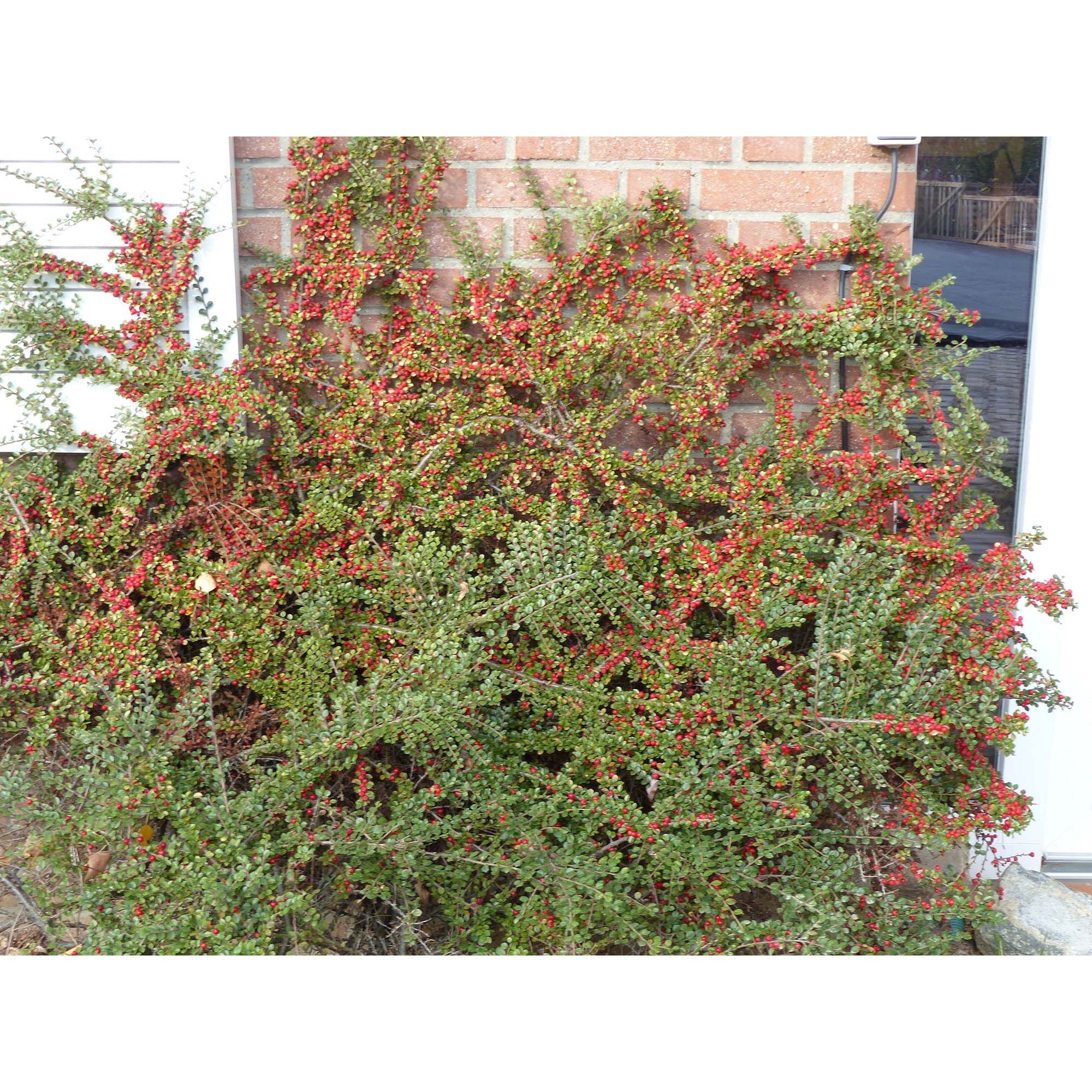 Creeping Cotoneaster - Cotoneaster horizontalis ideal for ground cover.