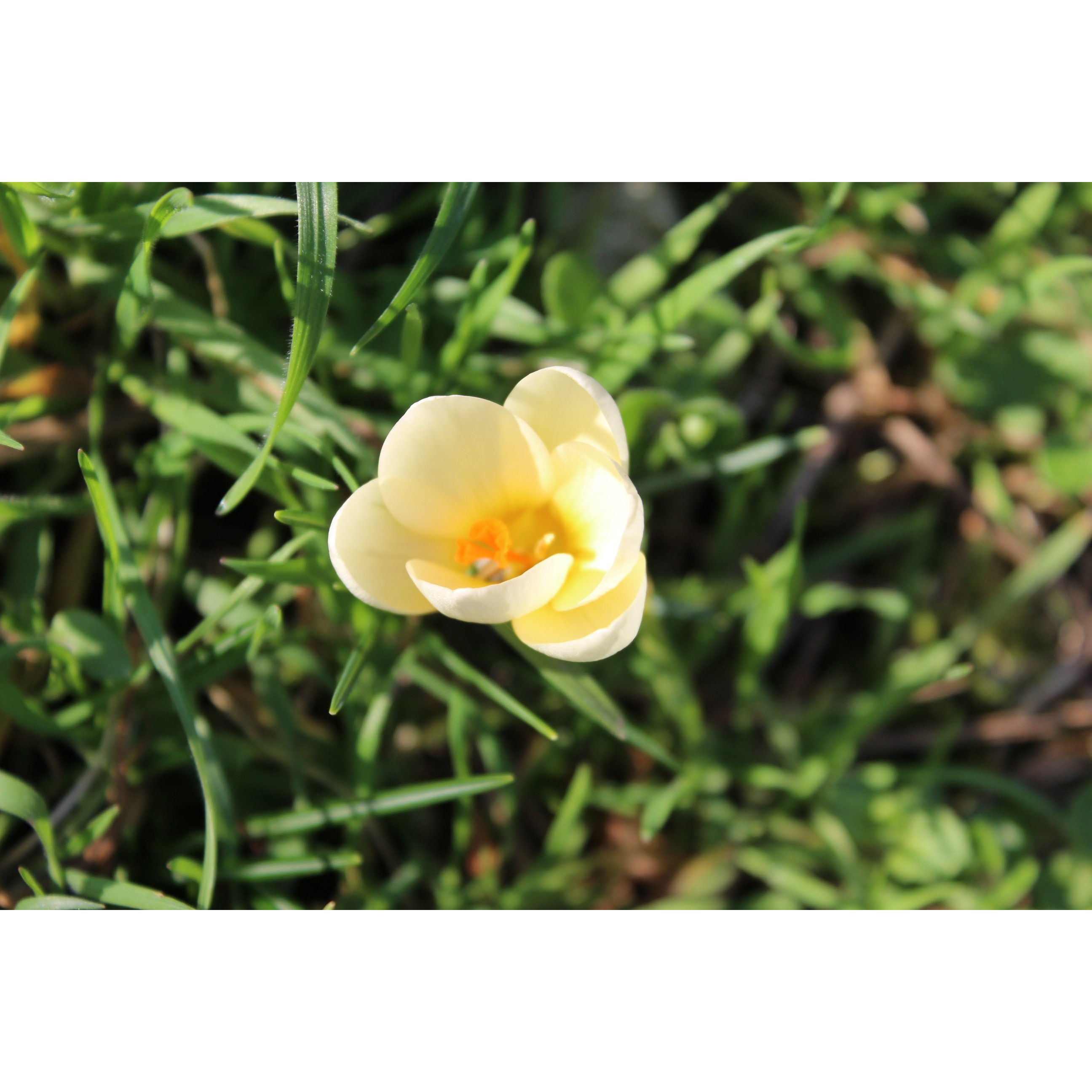 Crocus chrysanthus Cream Beauty - Spring-flowering bulb with delicate ...