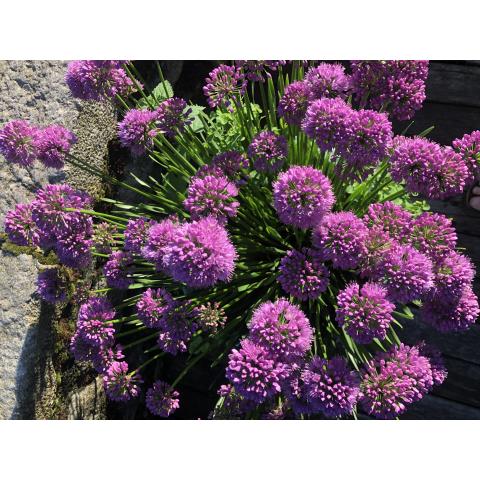 Allium 'Millenium' - Ornamental garlic with deep pink flowers, growing ...