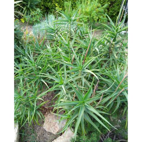 Aloe striatula - Evergreen, hardy Aloe shrub, with long pointed leaves ...