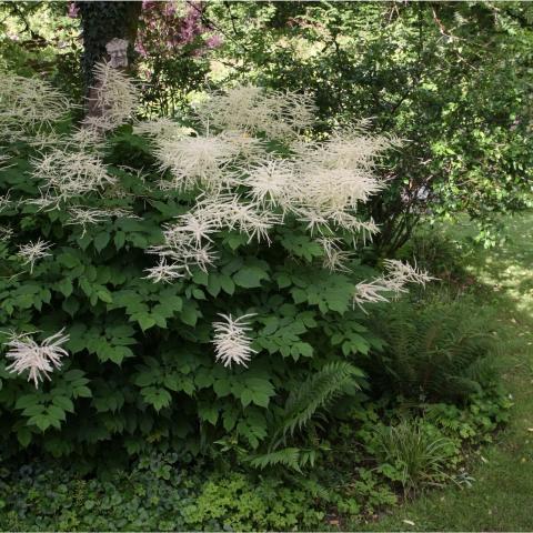 Aruncus dioicus sylvestris - Goat's Beard - Large feathery flowers.