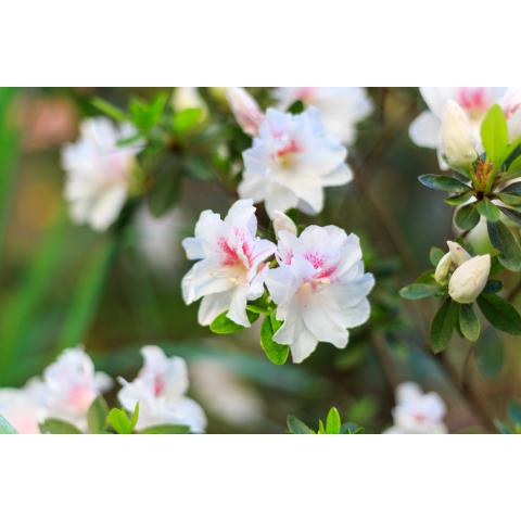 White Prince Japanese Azalea - Azalea Japonica with white-pink flowering.