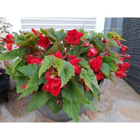 Cascading Illumination Scarlet Begonia - Begonia pendula.