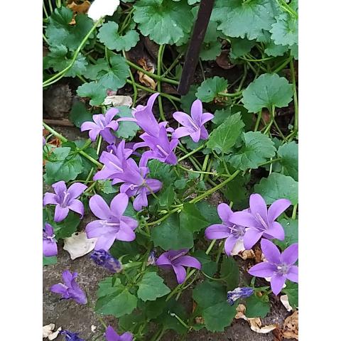 Wall bellflower - Campanula portenschlagiana - Perennial rock plant ...