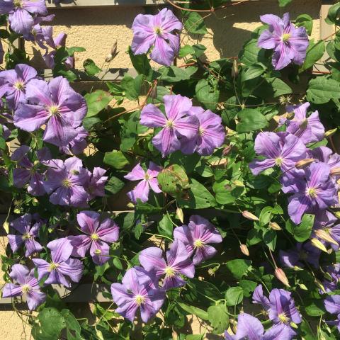 Arabella Clematis - Clematis, queen of lianas with large blue flowers.