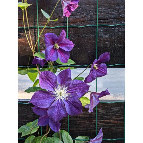 'Star of India' Clematis - Single purple-flowered Clematis