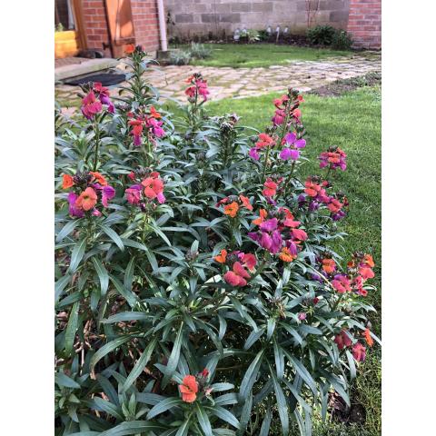 Collection of 3 perennial Wallflowers - Erysimum Winter - Biennial ...