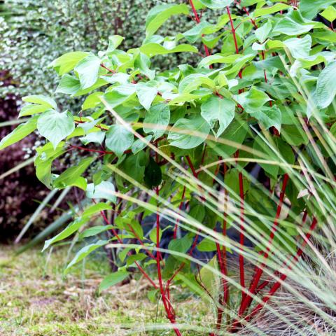 Cornus alba Baton Rouge® - Dogwood with bright red stems in winter.