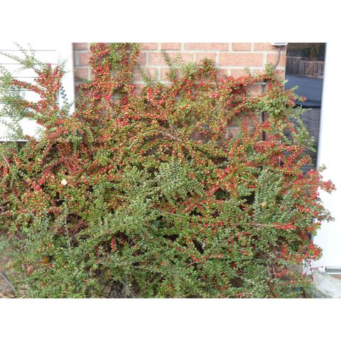 Creeping Cotoneaster - Cotoneaster horizontalis ideal for ground cover.