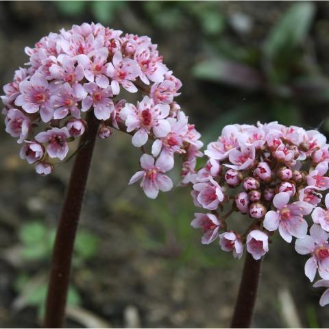 Darmera peltata - A stunning, robust perennial with large round leaves