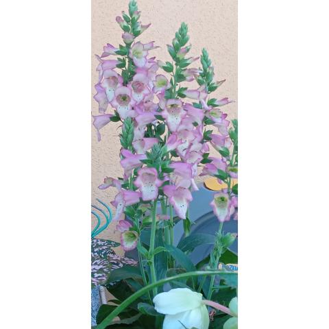 Digiplexis 'Berry Canary' - Digitalis hybrid - Superb hybrid of ...