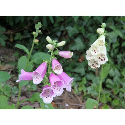 Digitalis purpurea Dalmatian mix - Foxglove - A stunning biennial