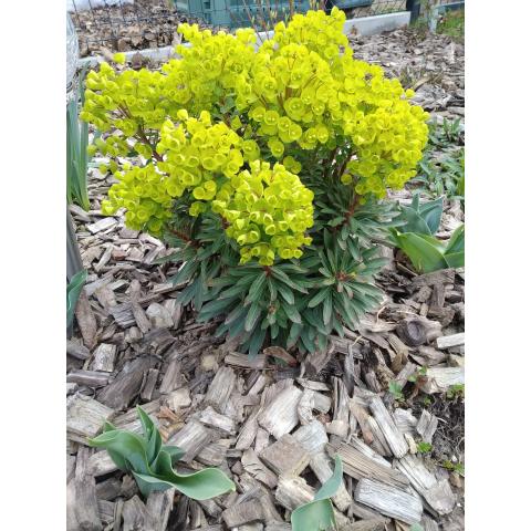 Euphorbia Redwing 'Charam' - Compact, evergreen, coloured euphorbia.