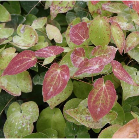 Epimedium pinnatum ssp colchicum - Yellow Elf's Flower - Perennial ...