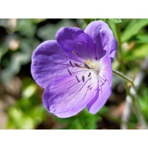 Perennial Geranium Brookside - Blue perennial geranium hybrid - a ...