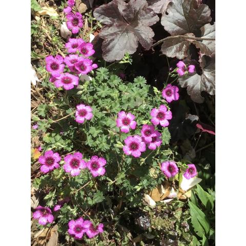 Perennial Geranium cinereum Jolly Jewel Night - Dark pink flowers.