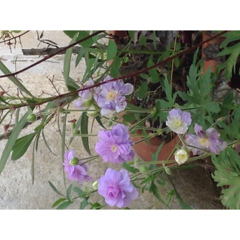 Perennial Geranium pratense Summer Skies - Double, lavender-pink flowers.