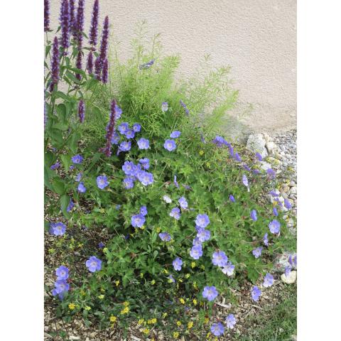 Perennial Geranium 'Rozanne' produces a stunning display of blue ...