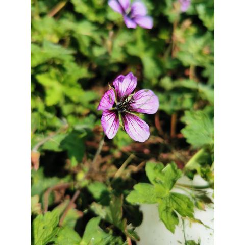 Perennial Geranium Salomé - Stunning pale mauve flowers with a violet ...
