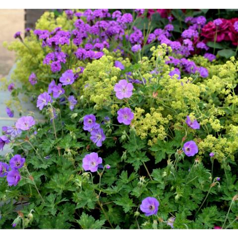 Perennial Geranium 'Rozanne' produces a stunning display of blue ...