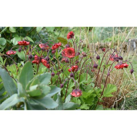 Geum Flames of Passion - Avens with deep pink-red flowers.