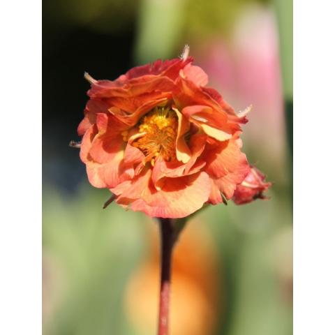Geum 'Mai Tai' - Perennial with apricot flowers turning to salmon.