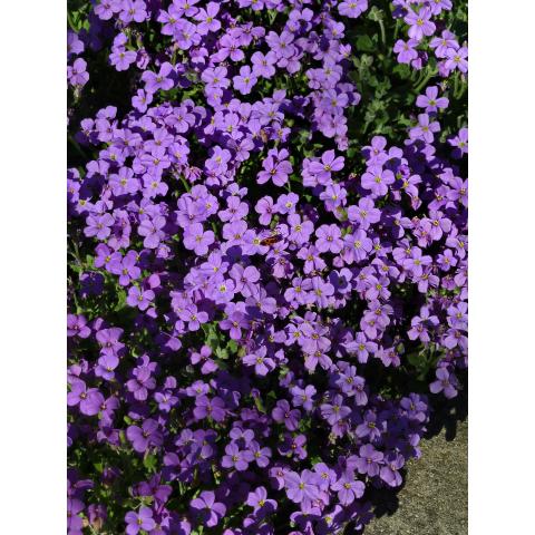 Aubrieta Cascade Mix - Rock Cress - Perennial Flower Seeds