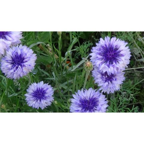 Mixture of cornflowers - Cornflower Classic Fantastic - Centaurea ...