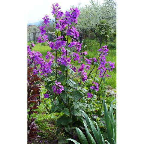 Honesty - Money plant - Pennywort - Lunaria annua - Biennial with small ...
