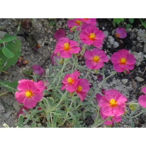 Helianthemum Ben Hope - Rockrose with carmine pink flowers