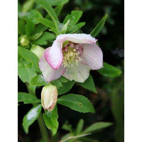 Helleborus x hybridus Anemone Picotee - Christmas Rose with mauve-pink ...