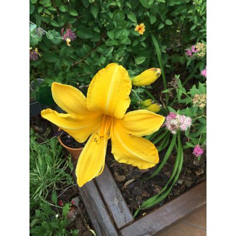 Daylily Cartwheels - Hemerocallis - Large flowers of orange-yellow