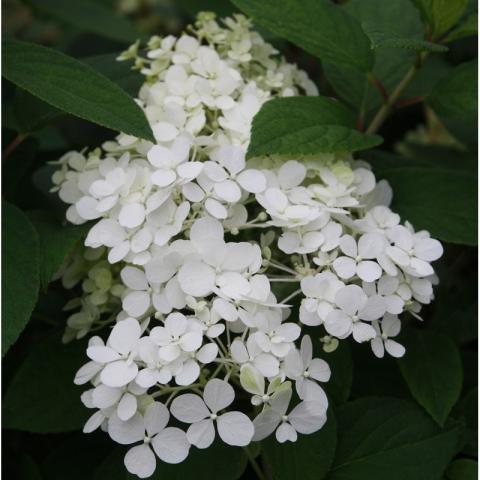 Hydrangea paniculata 'Bobo' – Compact white-flowered Hydrangea, for ...