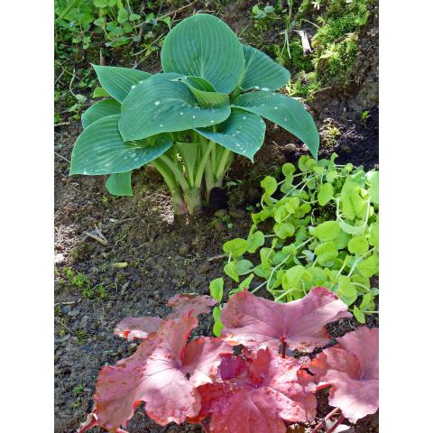 Hosta tardiana Halcyon - Blue Hosta - A highly renowned variety