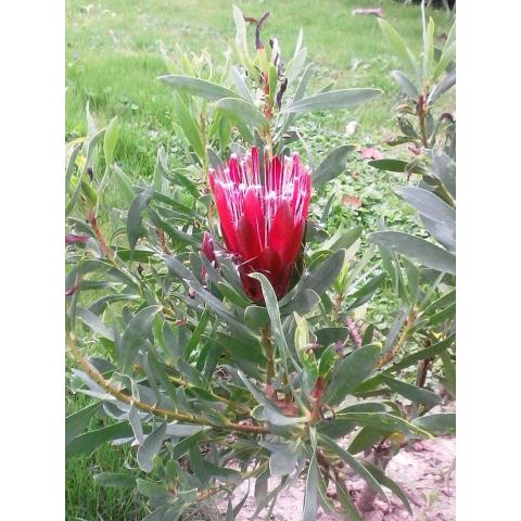 Protea Clark's Red - Hybrid Protea, an exotic shrub with bluish foliage.