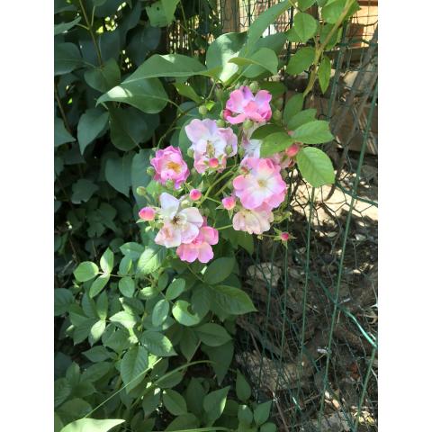 Rosa 'Blush Rambler' - Liana rose - Robust, very floriferous, generous ...