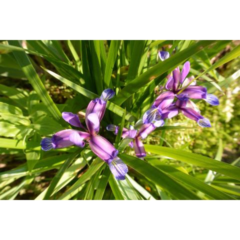 Iris graminea - Grass-leaved iris - Bayonne iris - Iris colchica ...