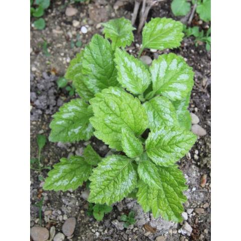 Lamium galeobdolon Florentinum - Yellow archangel - Perennial evergreen ...