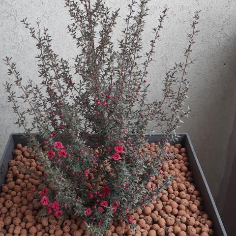 Leptospermum scoparium Red Damask - Tea tree with brilliant red flowers